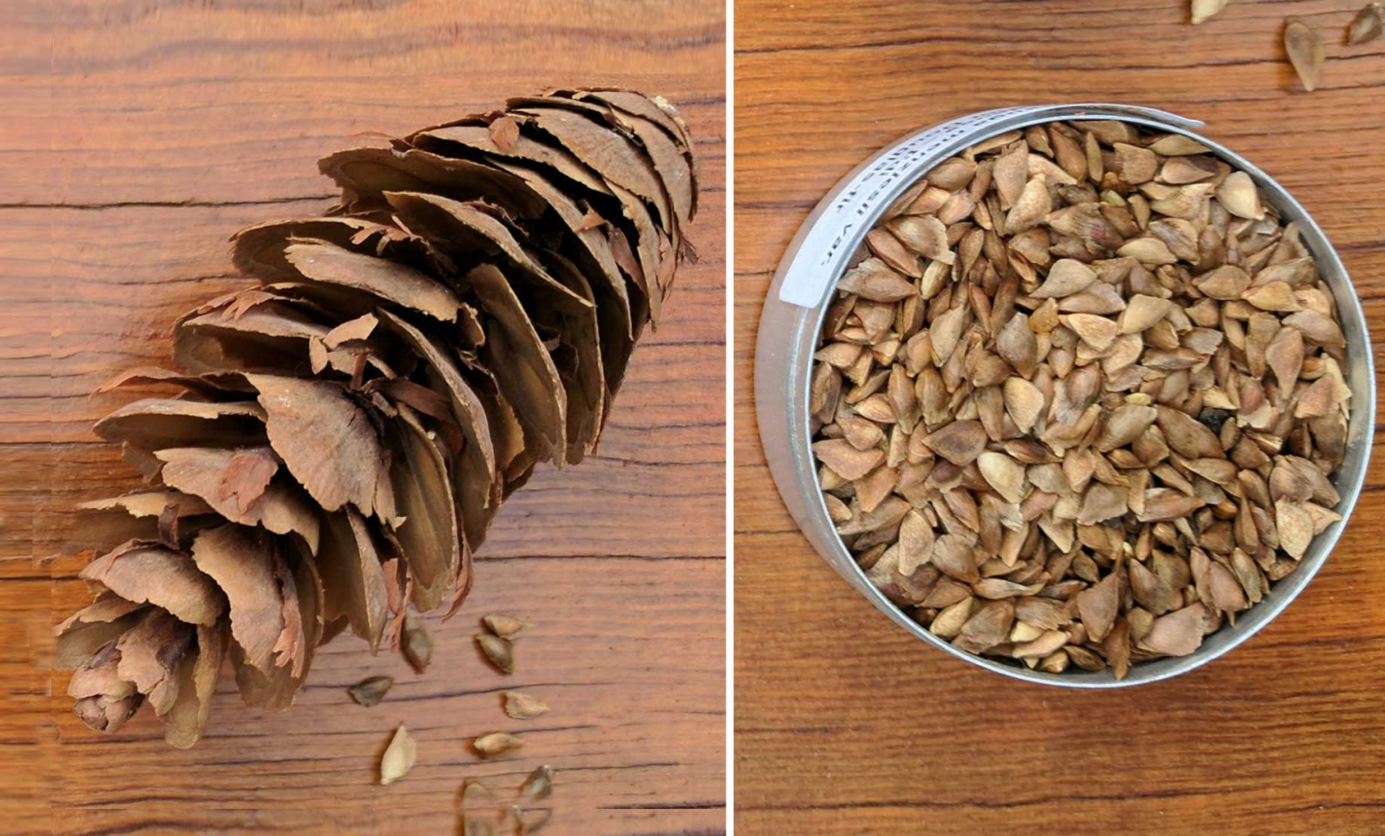 Select Seed Co. - Select Tree & Orchard Seeds to Enhance BC's Forests