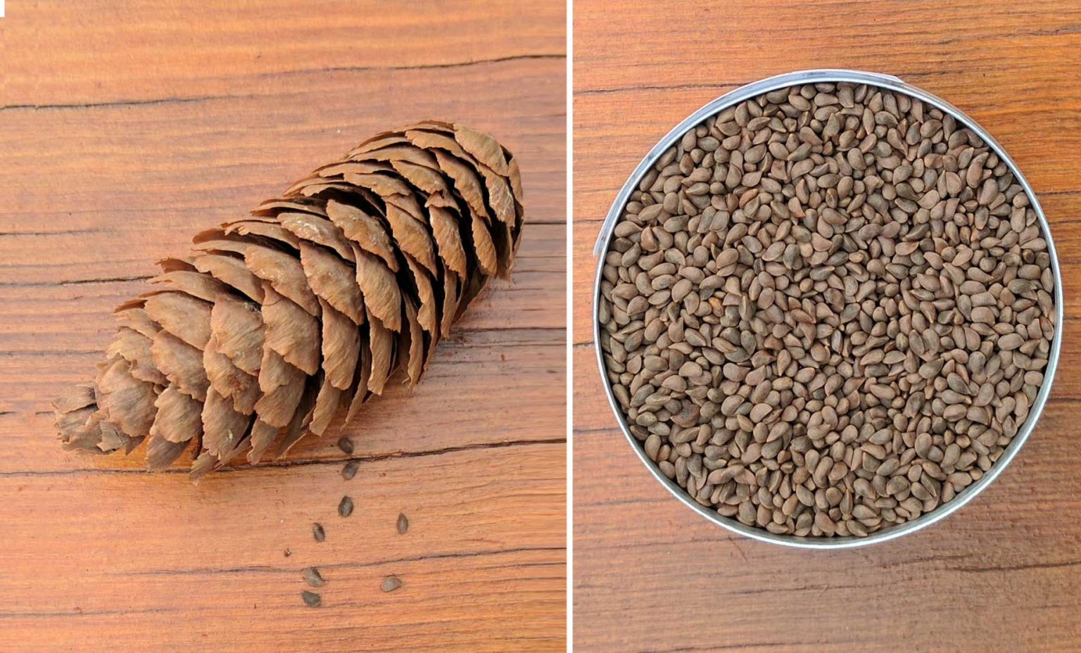 Select Seed Co. - Select Tree & Orchard Seeds to Enhance BC's Forests