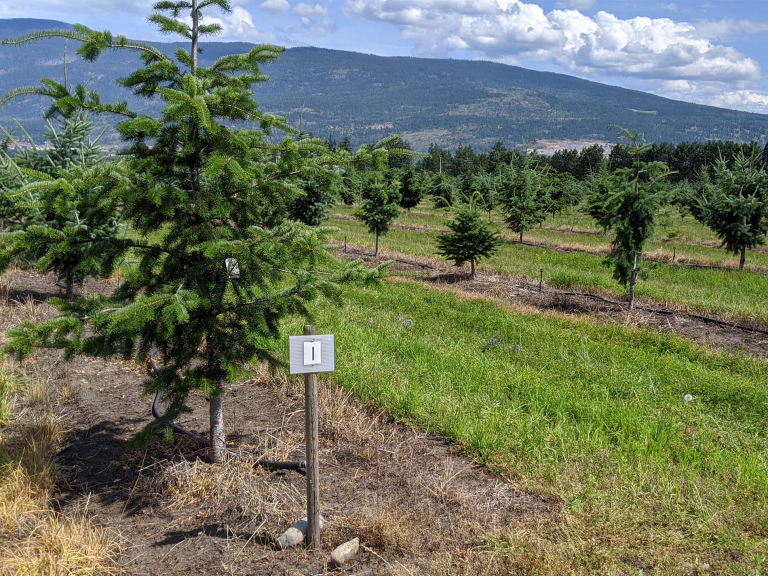 Select Seed Co. - Select Tree & Orchard Seeds to Enhance BC's Forests