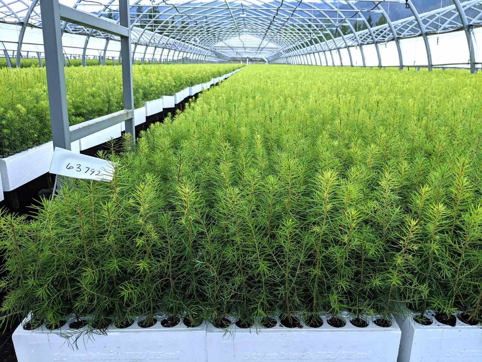 Select Seed Co. - Select Tree & Orchard Seeds to Enhance BC's Forests
